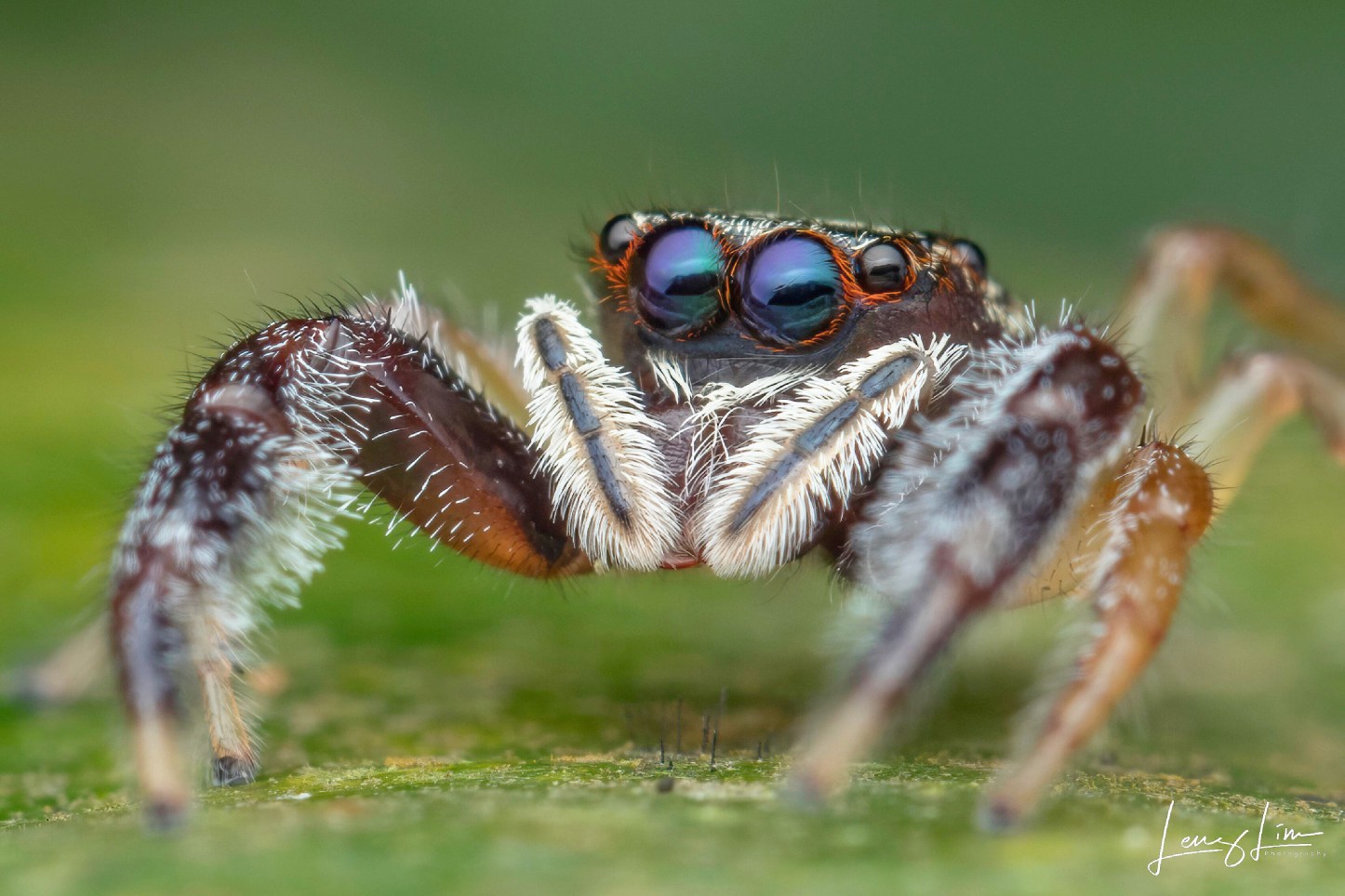 Introduction to Macrophotography – Lenz Lim Photography
