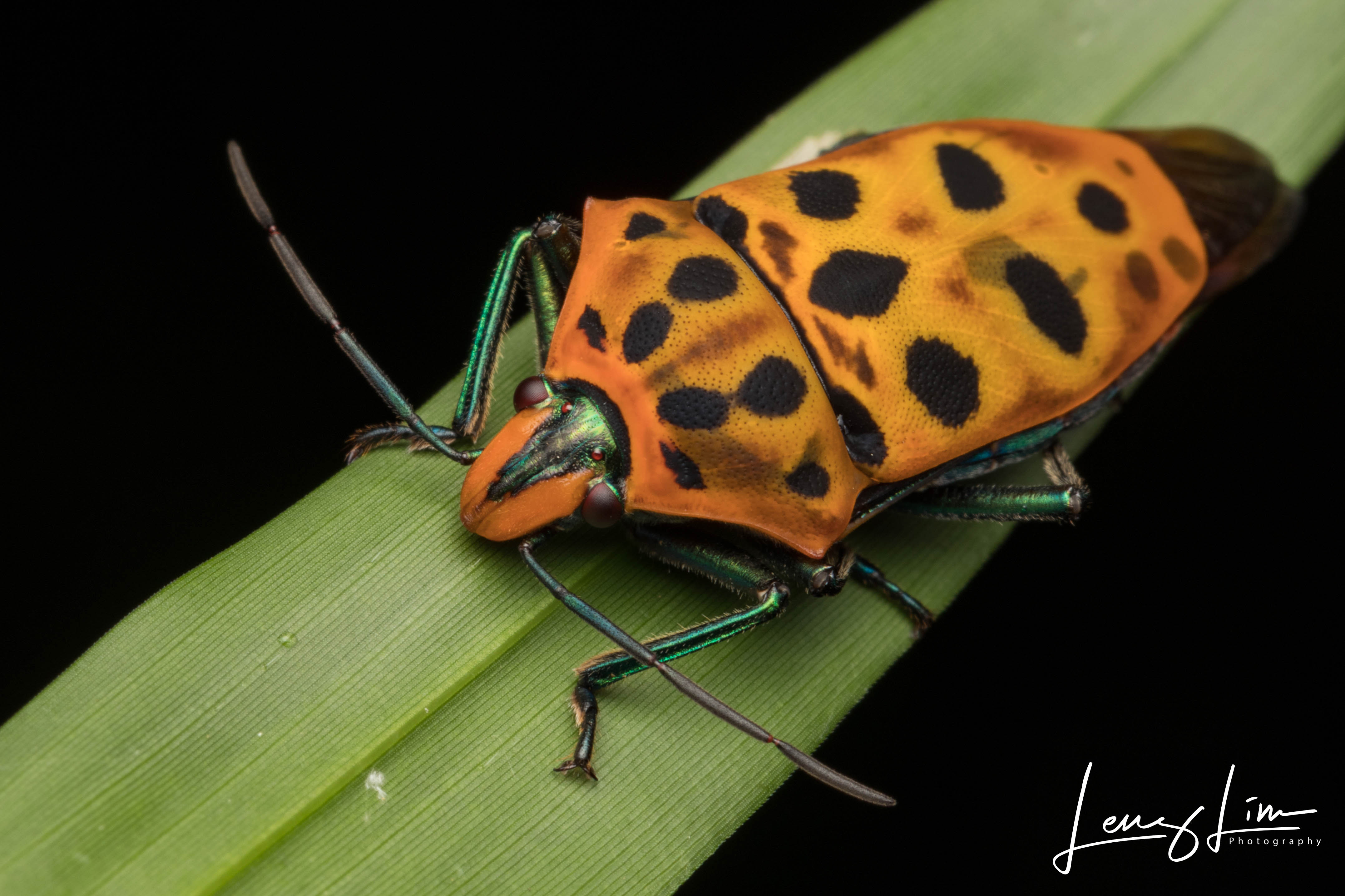 Rediscovered after a decade? – Lenz Lim Photography