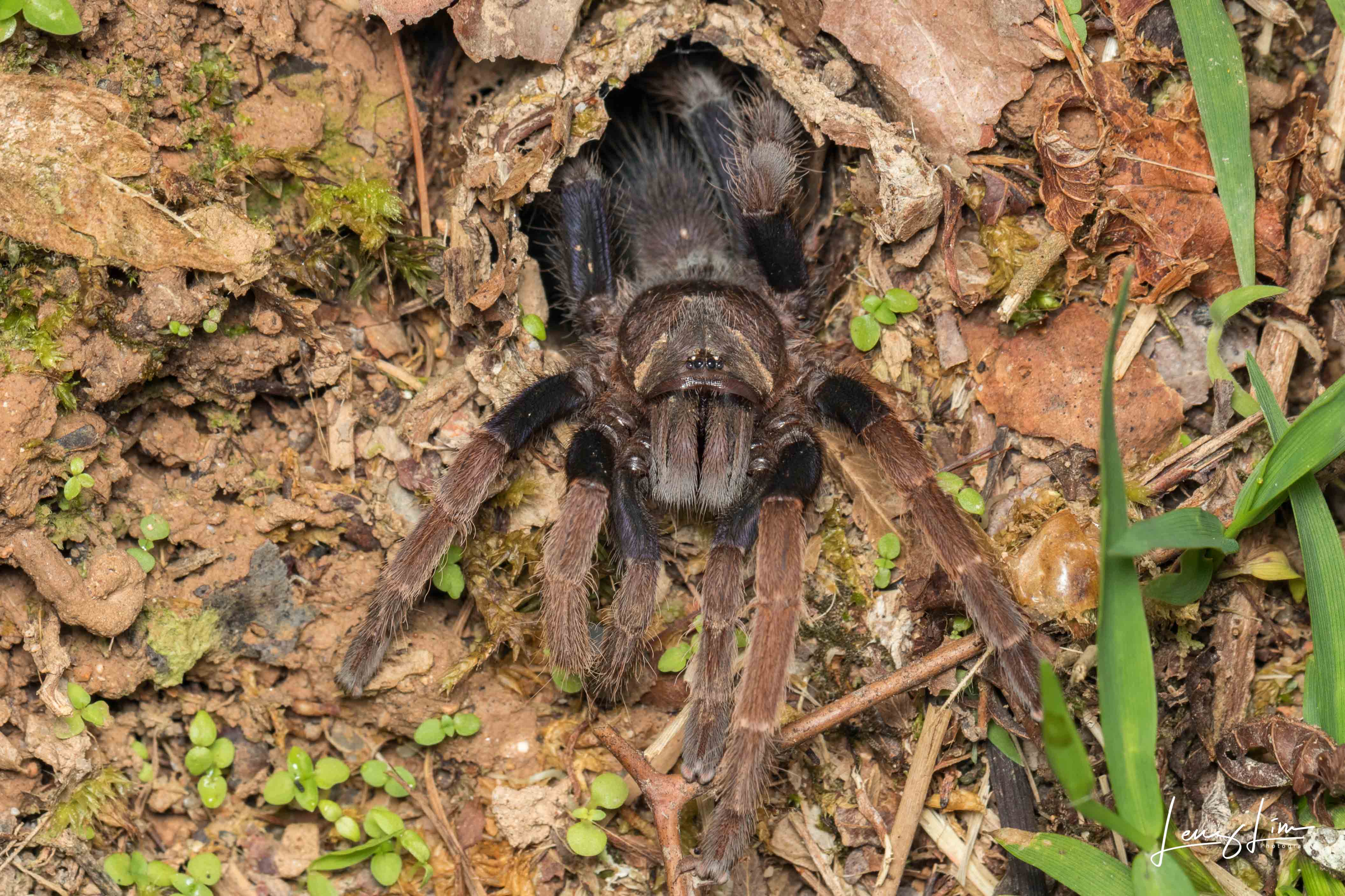 “Tarantula Fishing” at Bukit Fraser, Malaysia – Lenz Lim Photography