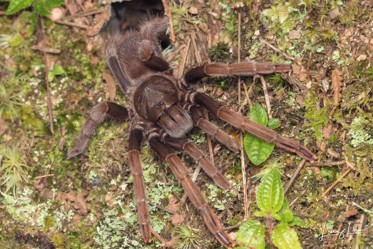 “Tarantula Fishing” at Bukit Fraser, Malaysia – Lenz Lim Photography