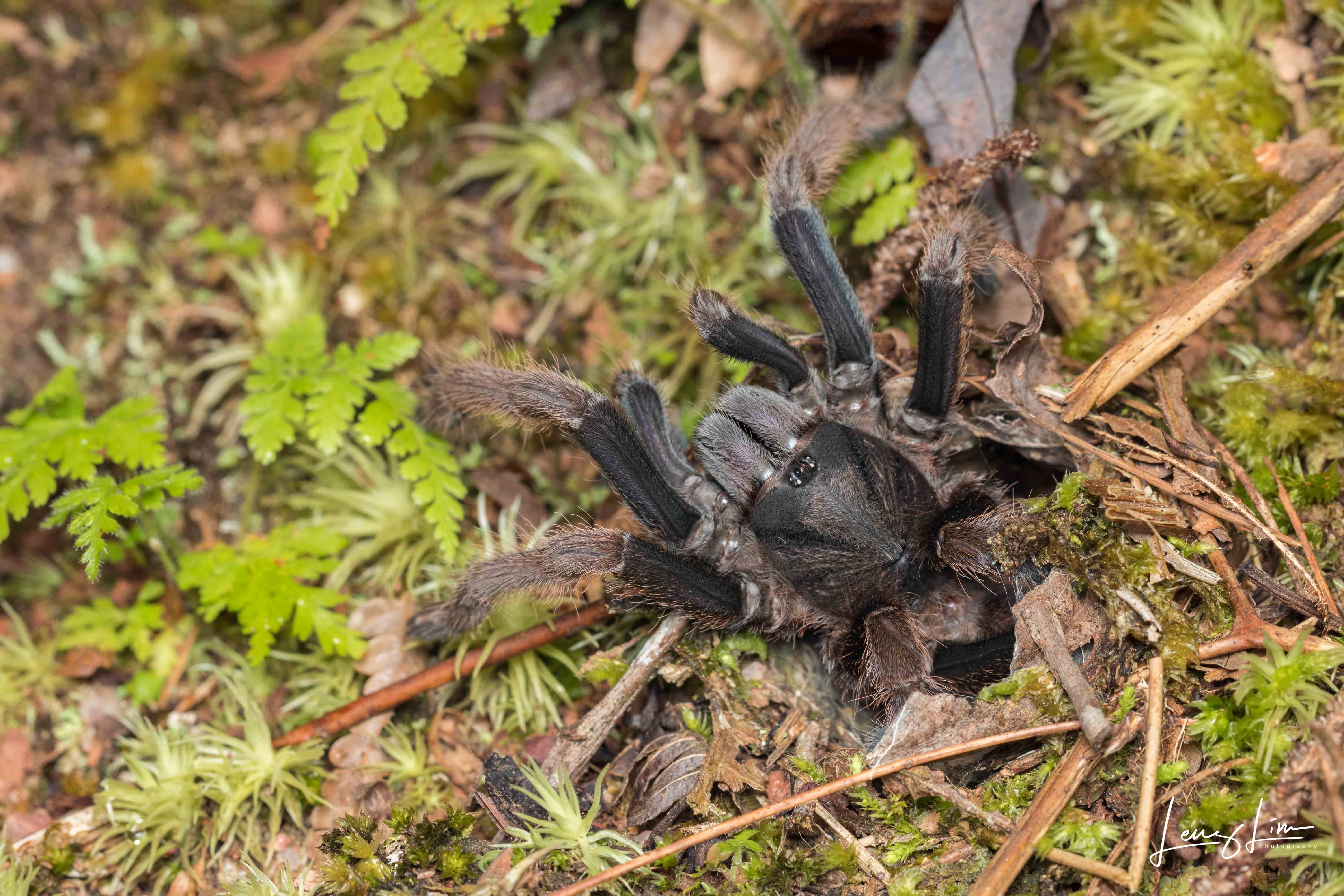 “Tarantula Fishing” at Bukit Fraser, Malaysia – Lenz Lim Photography
