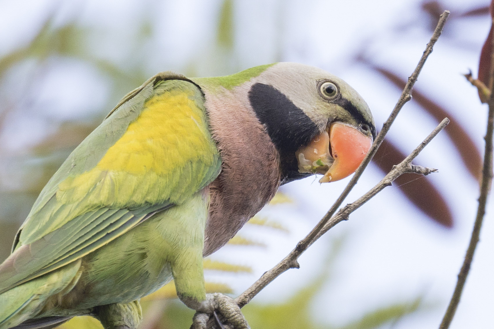 Wildlife photography with the Canon EOS R – Lenz Lim Photography