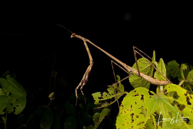 The Intricacies of Wide-angle Macro photography – Lenz Lim Photography