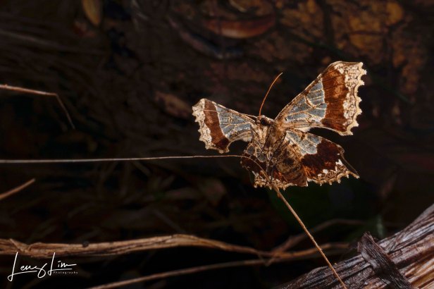 The Intricacies of Wide-angle Macro photography – Lenz Lim Photography